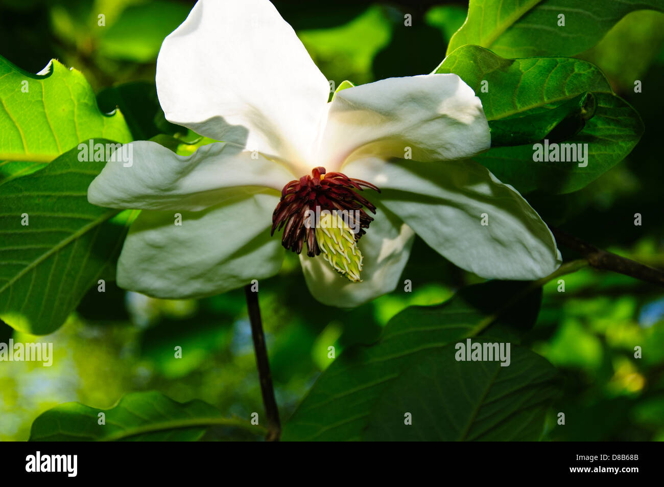 Isabella Plantation,Magnolia,SieboloII,50 Known Varieties of ...
