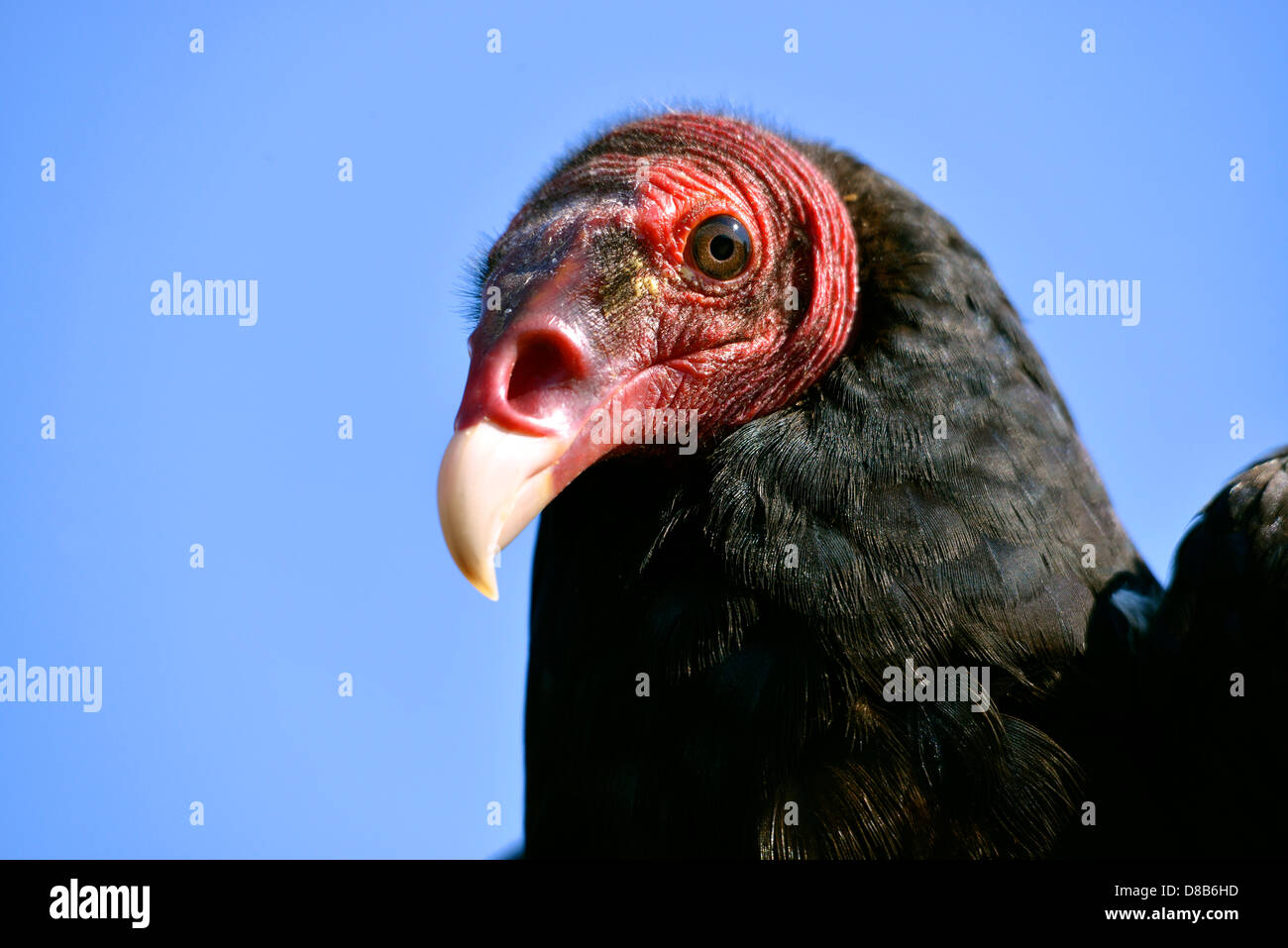 Pale Blue Vulture Eye