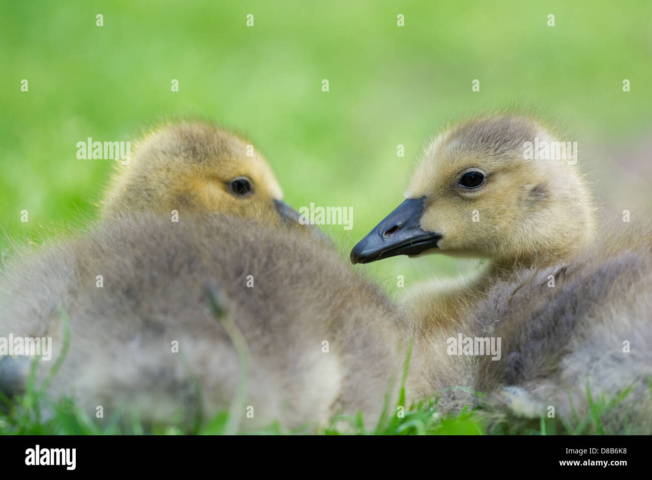 Baby gooses hi-res stock photography and images - Alamy