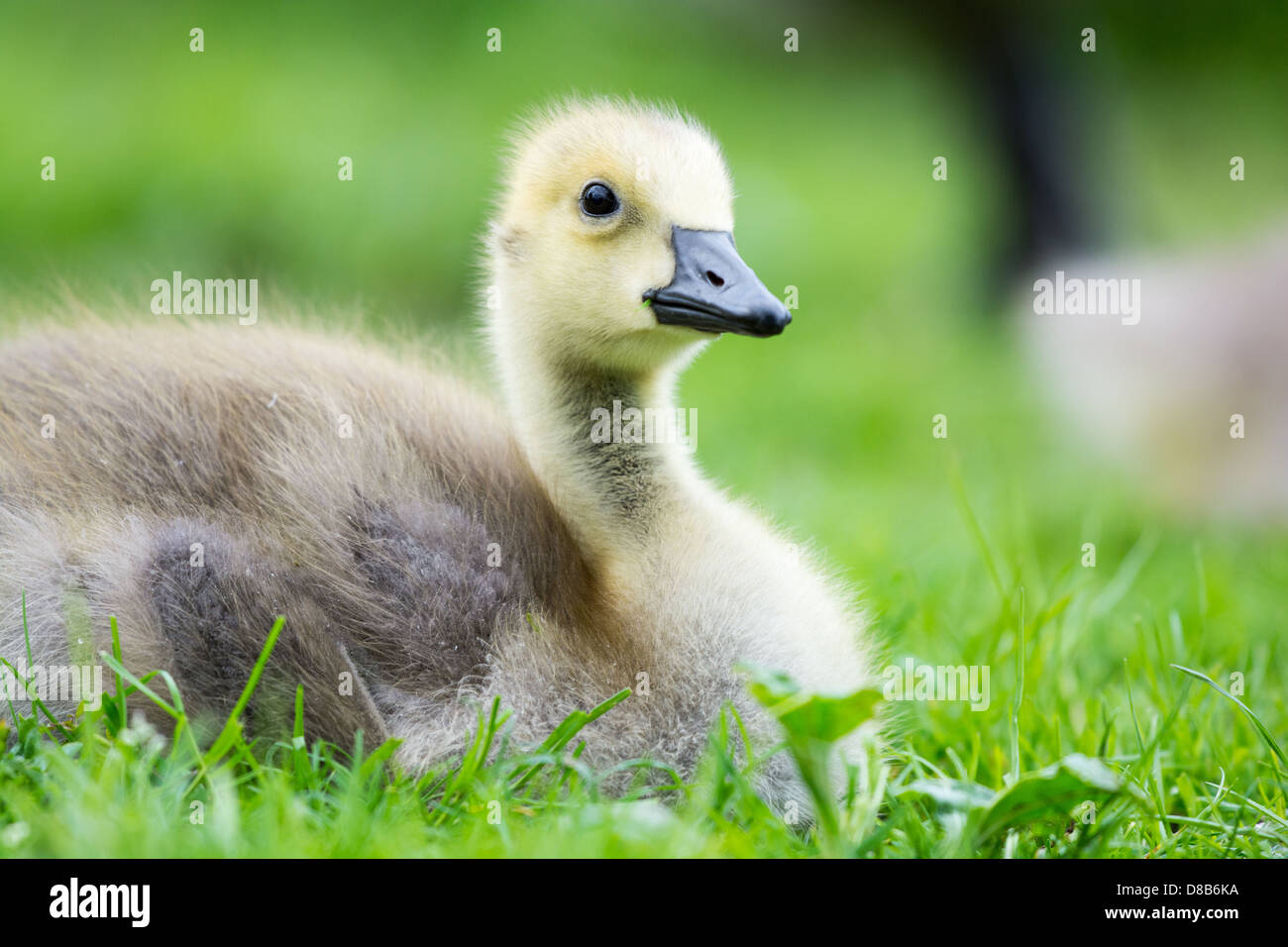 Little baby Canada goose Stock Photo - Alamy