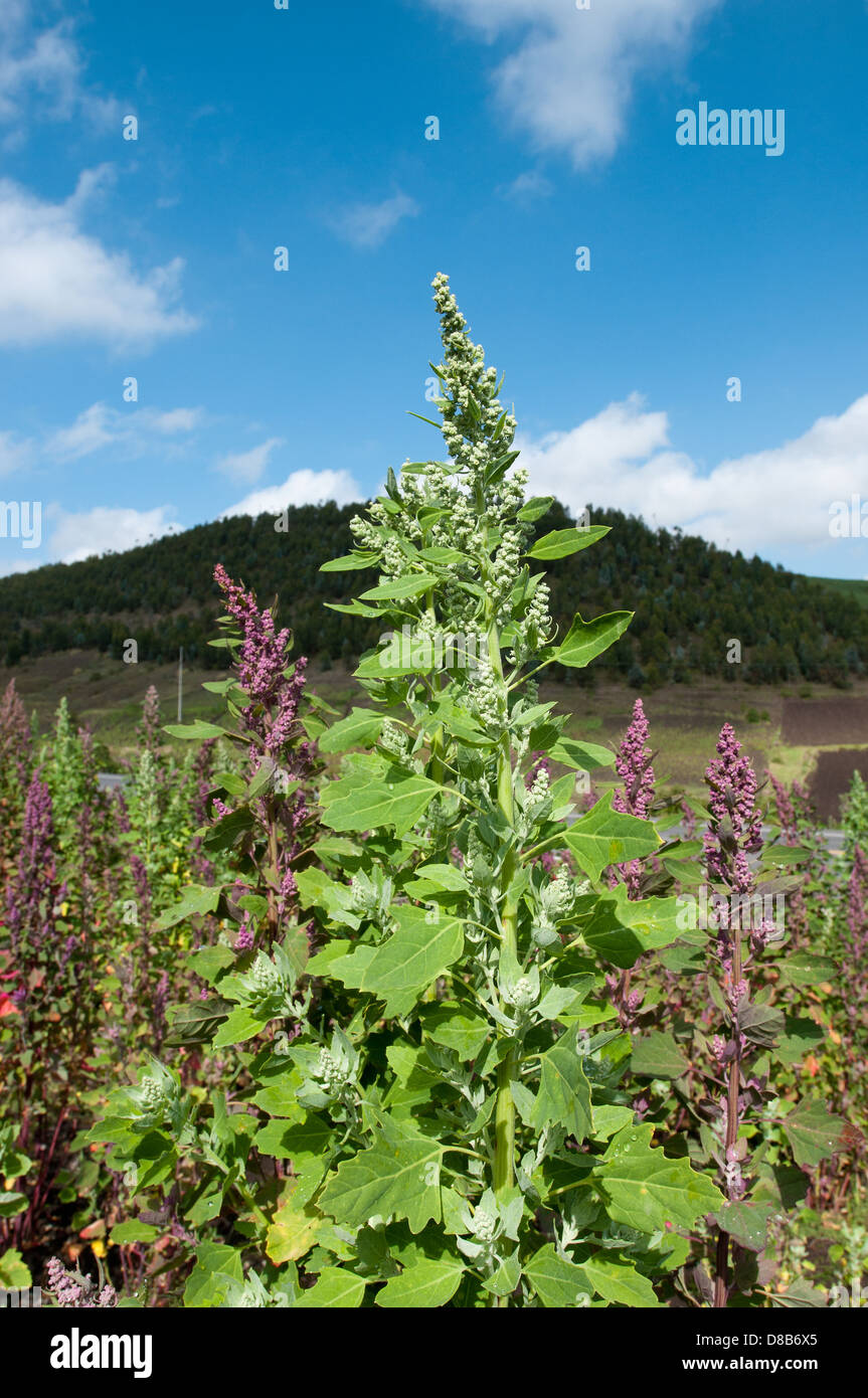 Quinoa planting in the Province of Chimborazo Stock Photo - Alamy