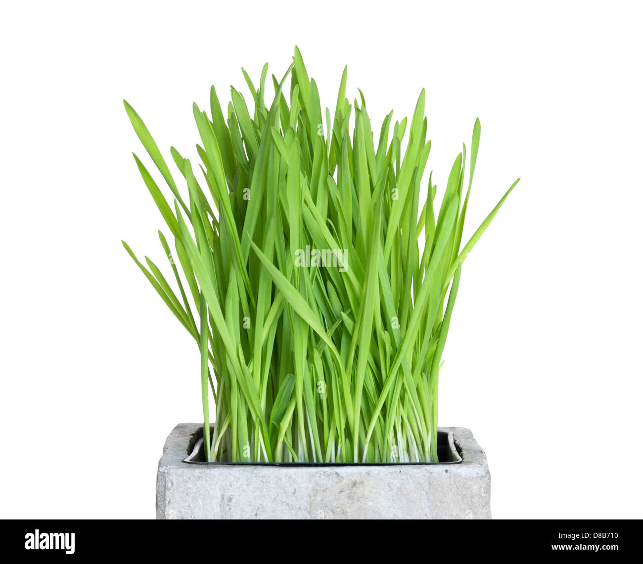 Fresh green wheatgrass growing in square pot, isolated on white Stock ...