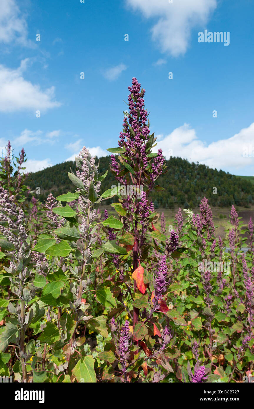 Flowers and grain planting hi-res stock photography and images - Alamy