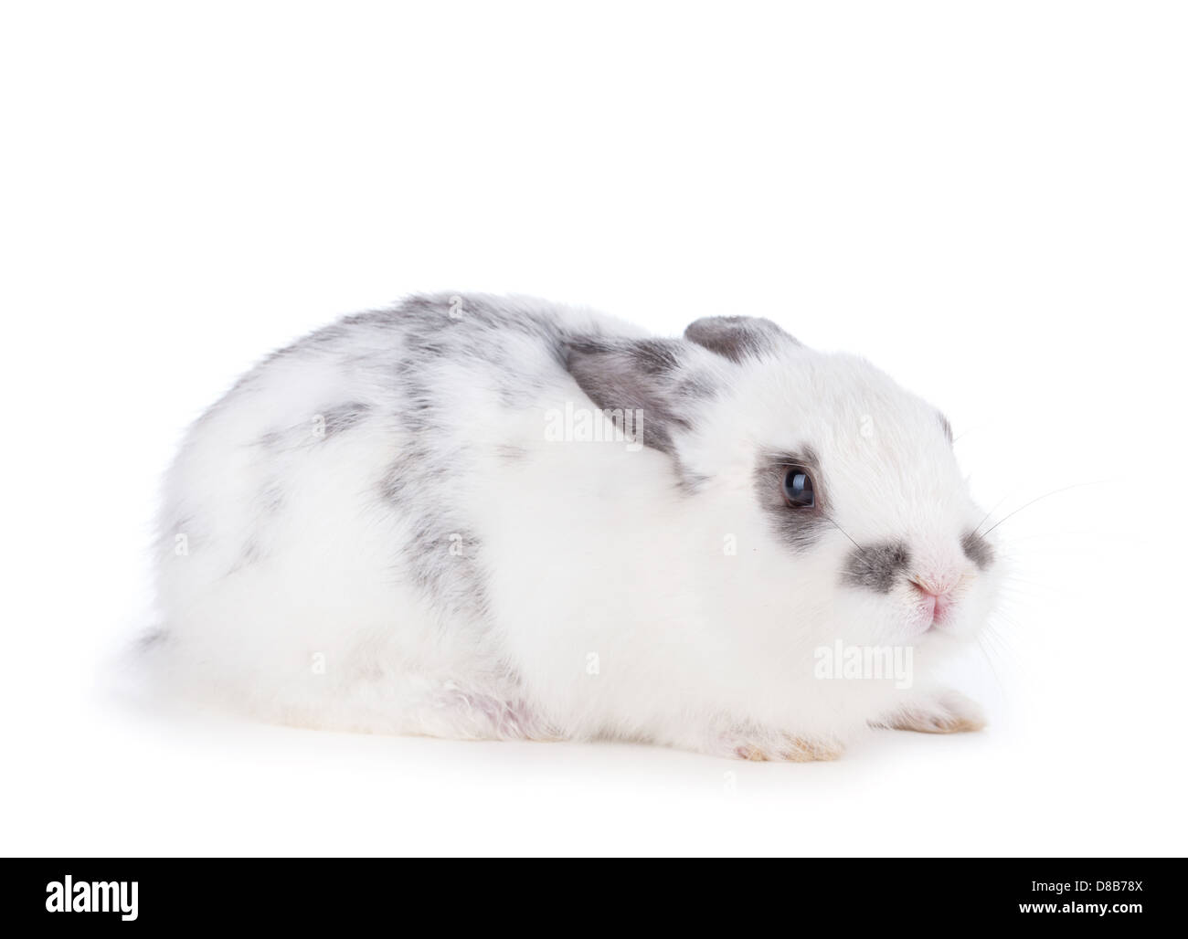 Small rabbit. Isolated on white background Stock Photo - Alamy