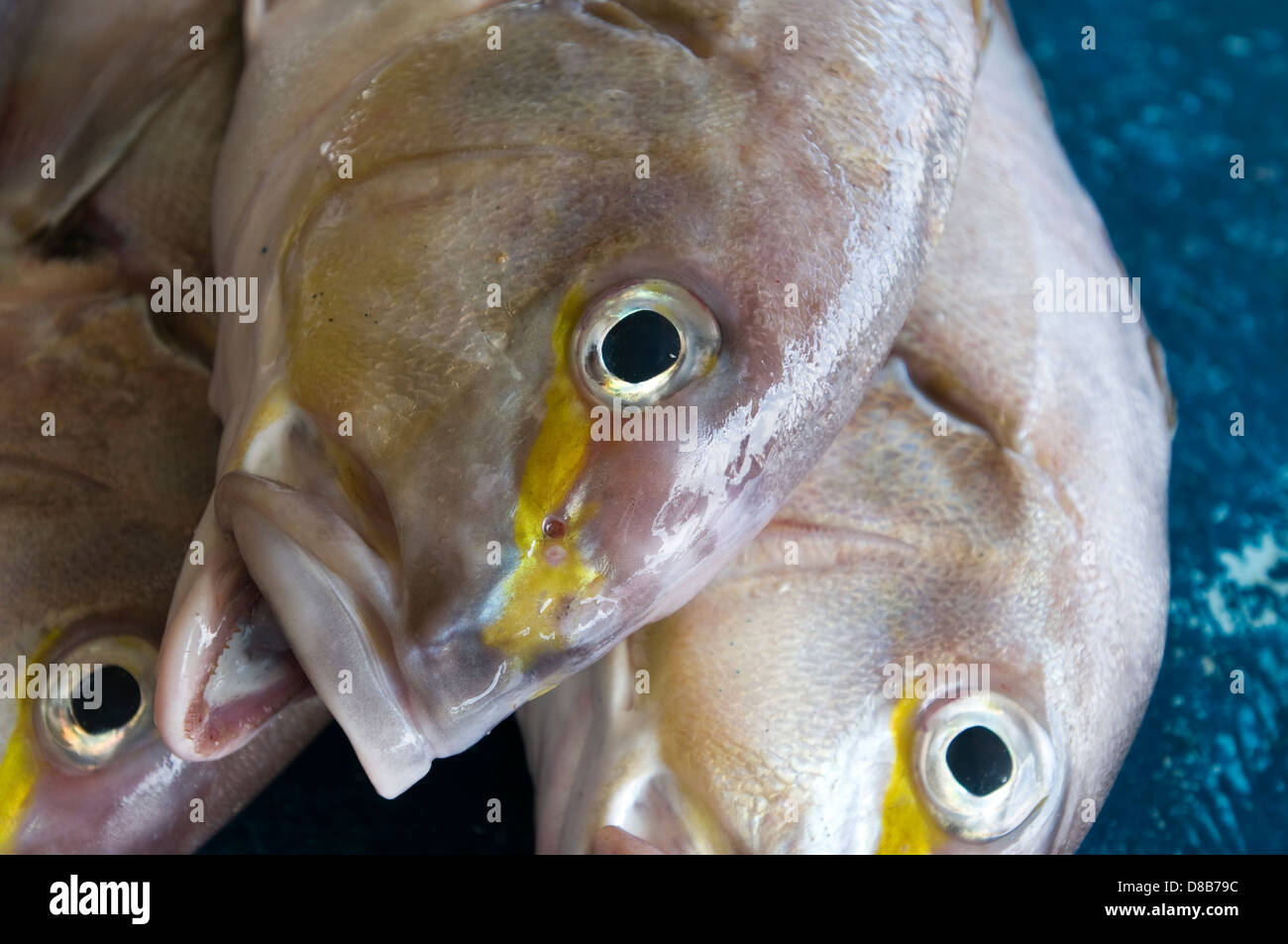 Bunch of fresh fish at the seafood market of Manta Stock Photo - Alamy