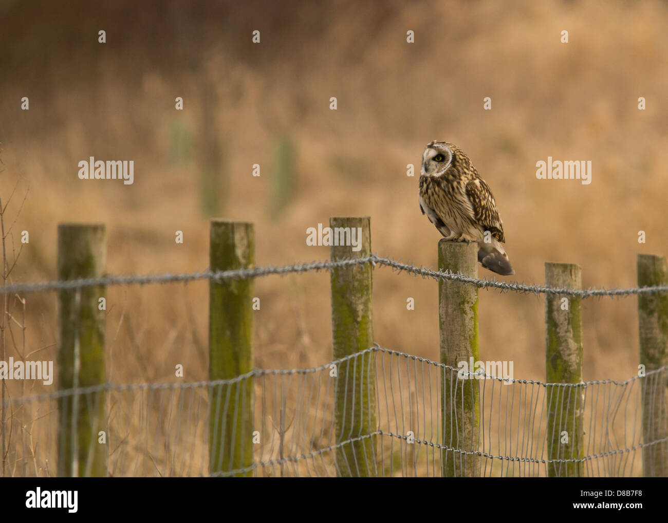 A photo of a Short Eared Owl sitting on a fence post in Northumberland ...