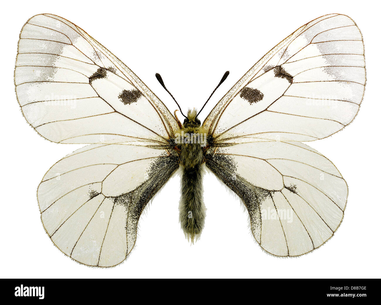 Clouded Apollo (Parnassius mnemosyne) living in mountainous areas ...
