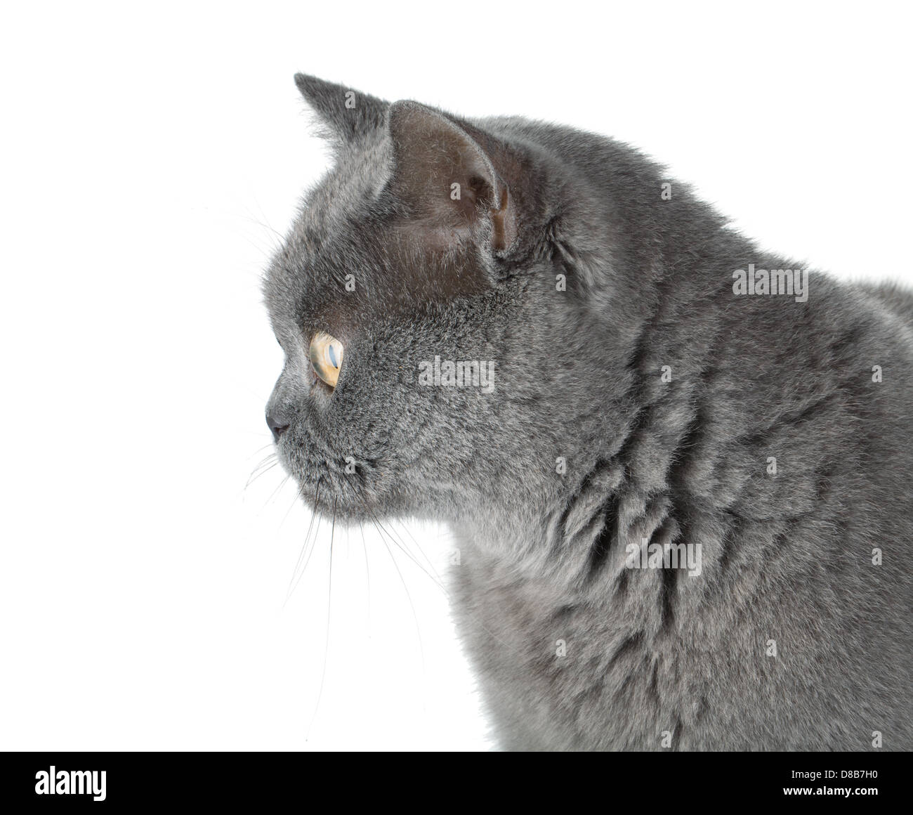 Closeup portrait of a grey cat. Isolated on white background Stock ...