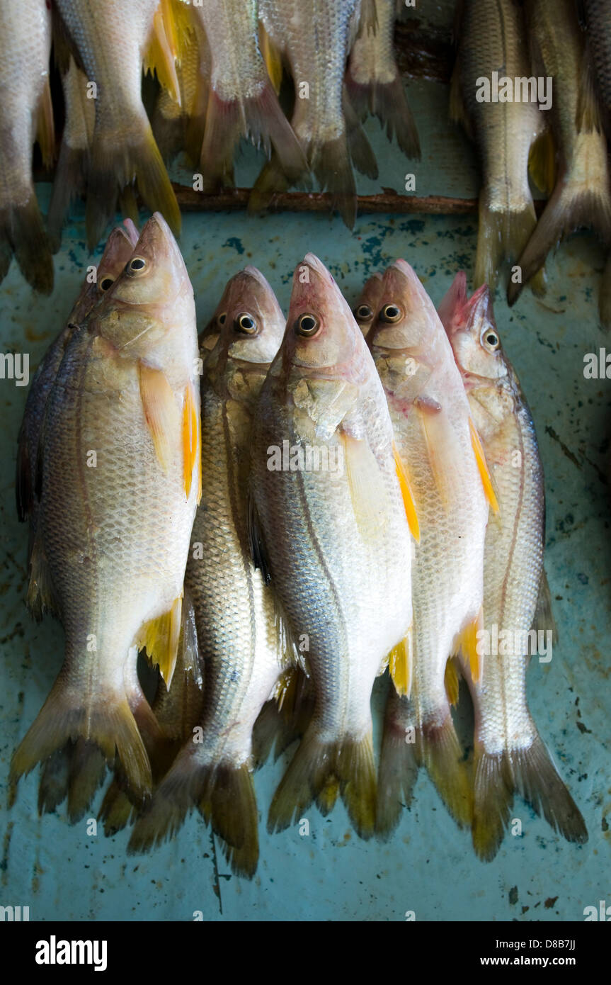 Bunch of fresh fish at the seafood market of Manta Stock Photo - Alamy