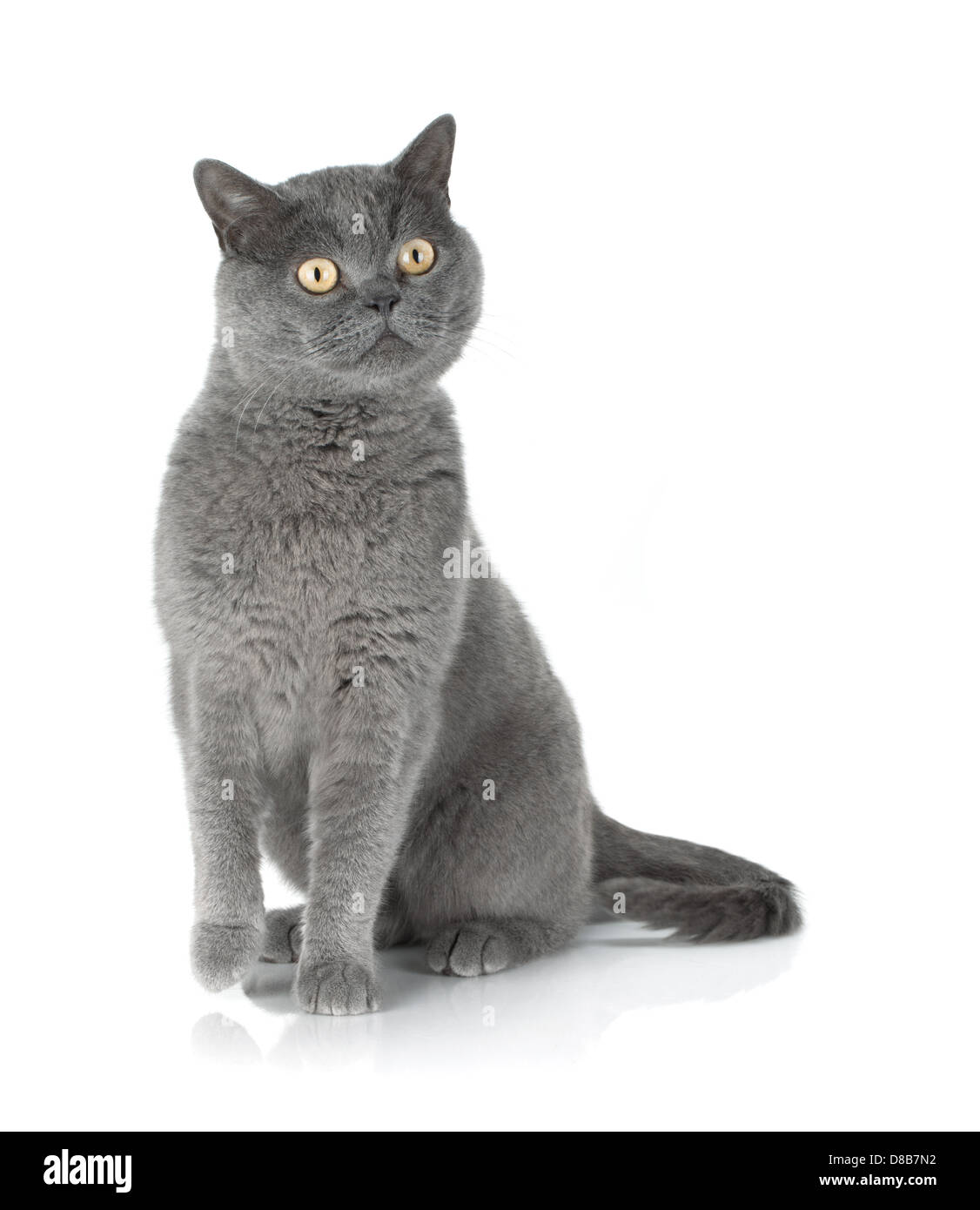 Sitting grey cat. Isolated on white background Stock Photo - Alamy