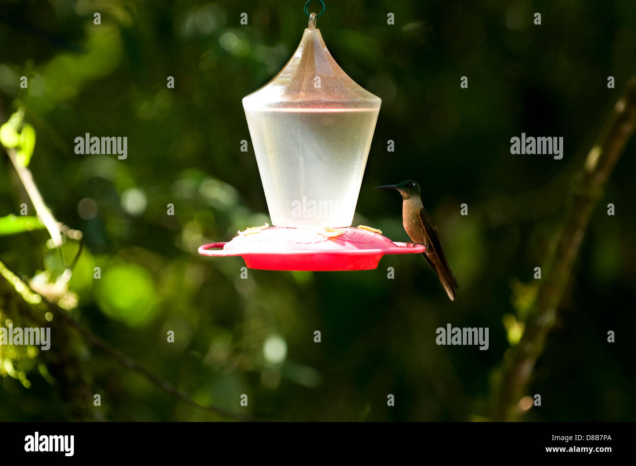 Hummingbird in the rain forest of Nanegalito Stock Photo - Alamy