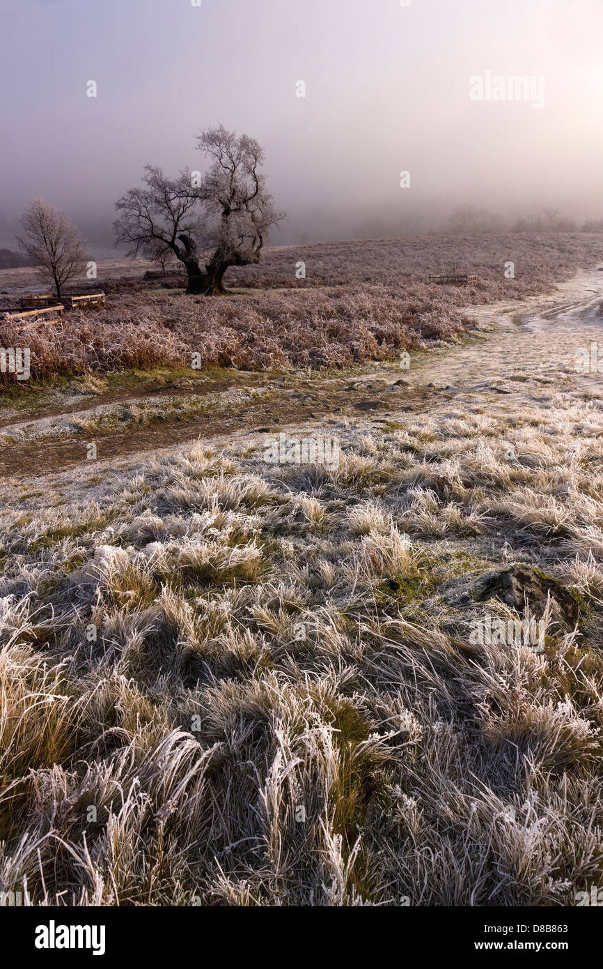 Old oak tree with hoar frost and mist, Bradgate park, Leicester ...
