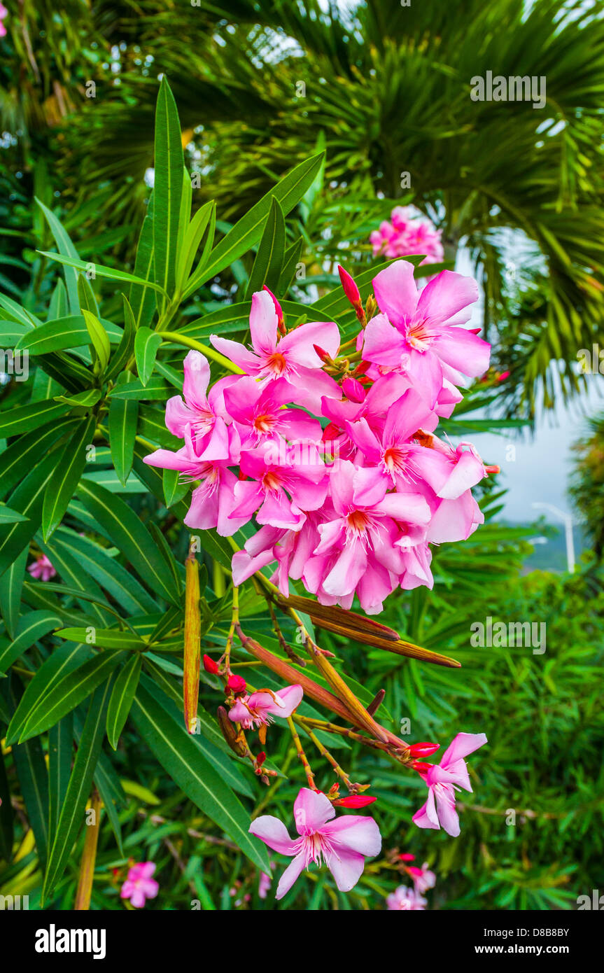 Pink flower british virgin islands hi-res stock photography and images ...