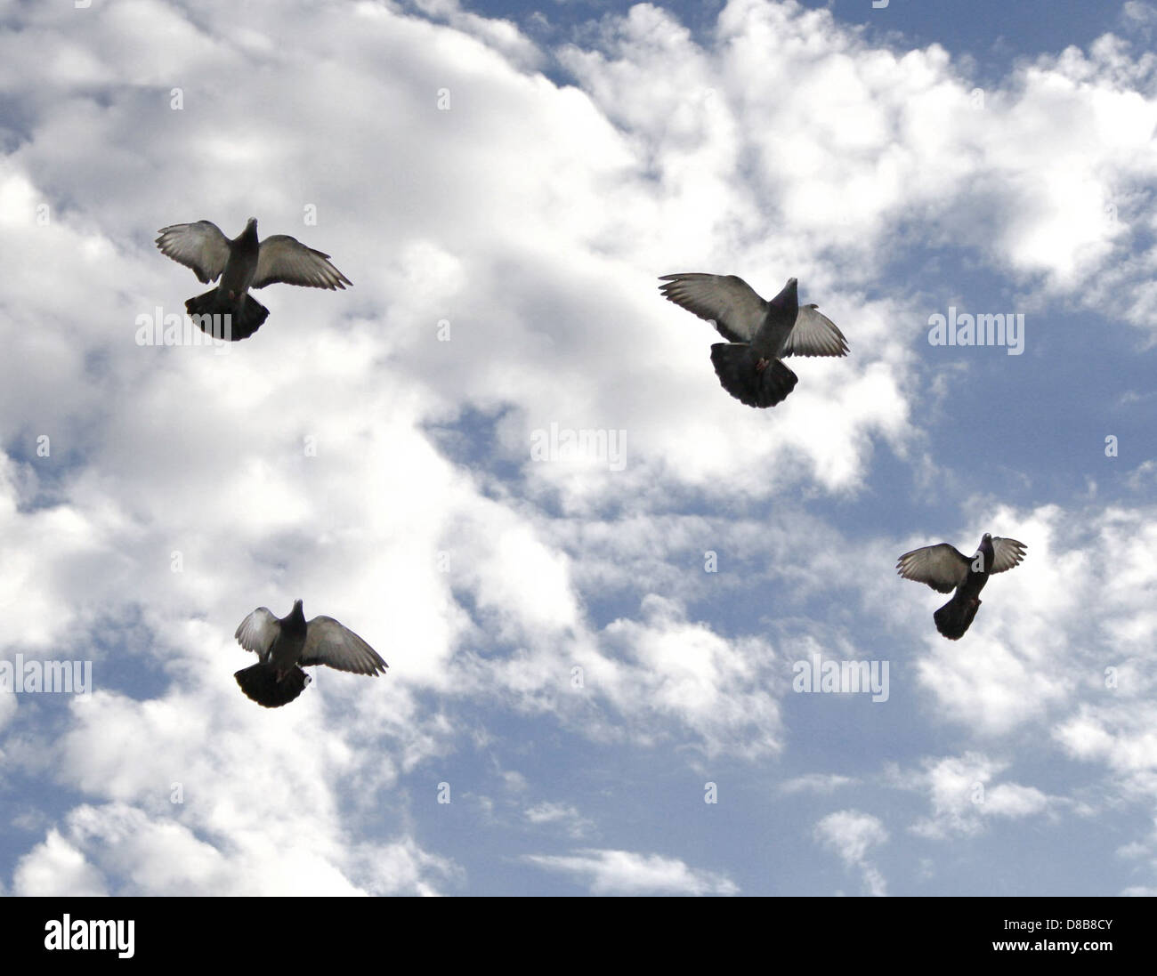 Four pigeons flying in the sky, capturing their graceful motion. The ...