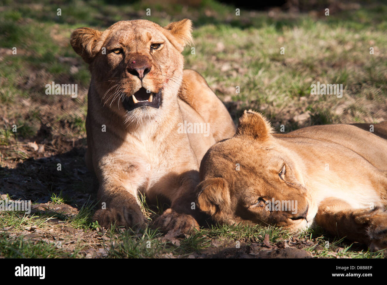 Barbary lion africa hi-res stock photography and images - Alamy