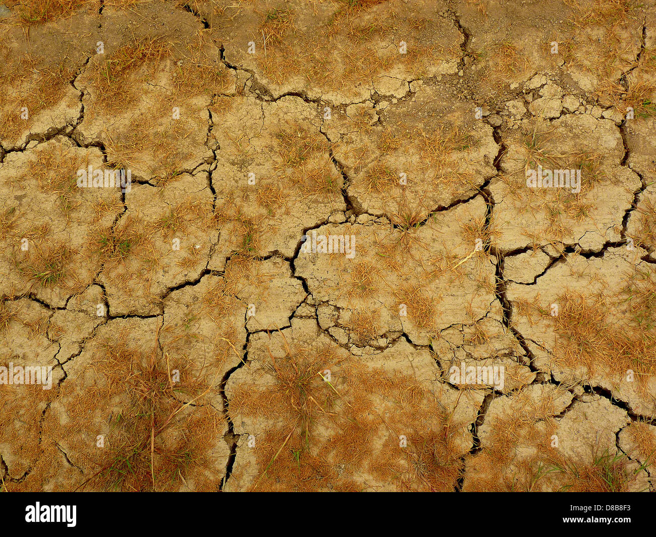 Soil Skeleton High Resolution Stock Photography and Images - Alamy