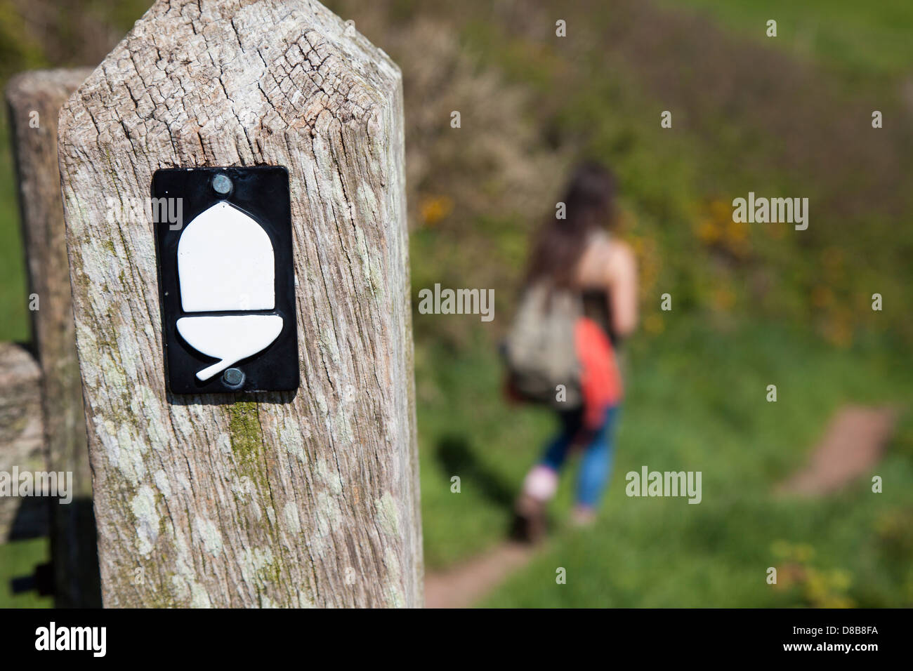 Acorn coastal path marker on gate post with walker in the background ...