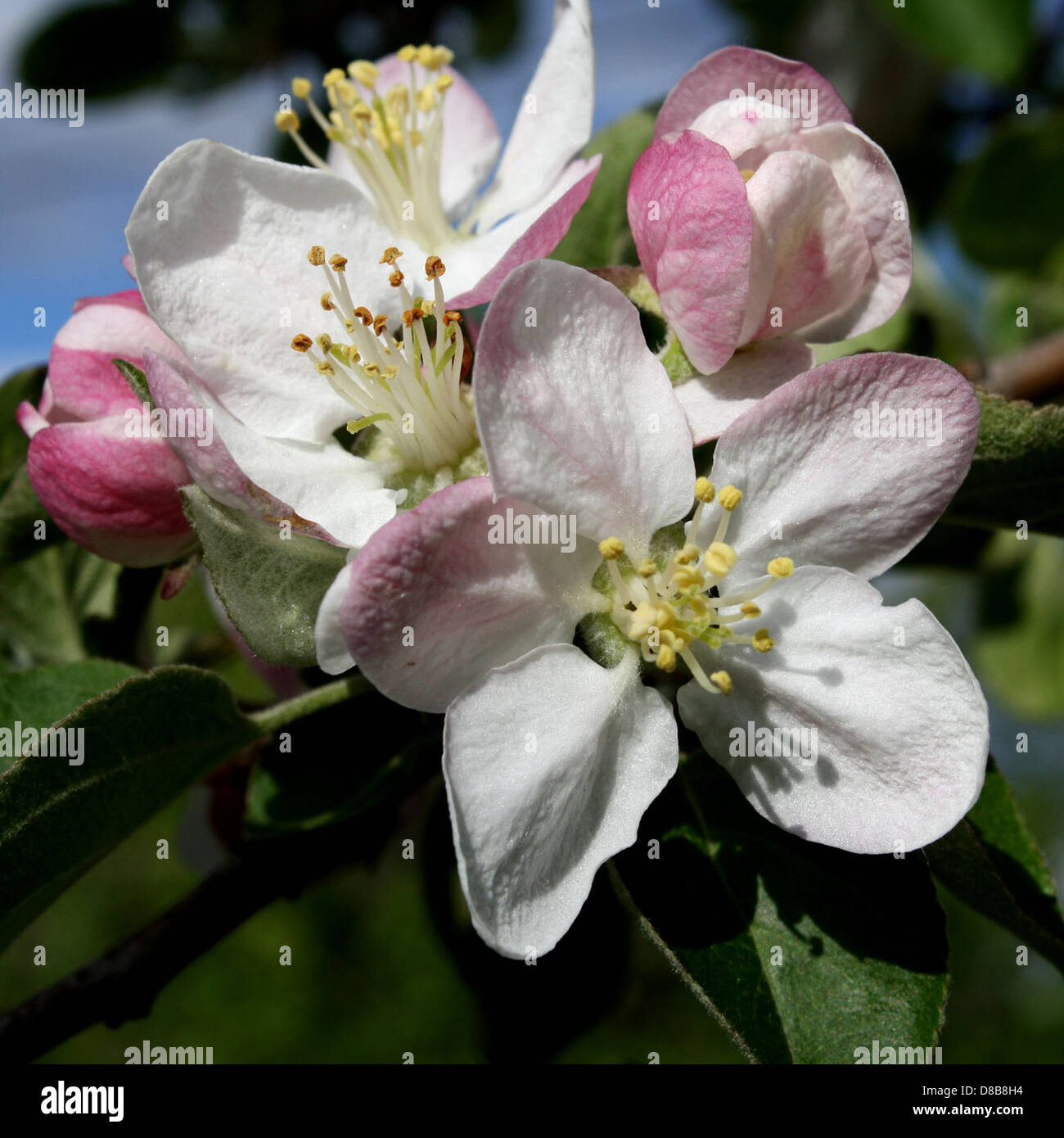 A close-up image of apple blossoms, showing delicate pink flowers with ...