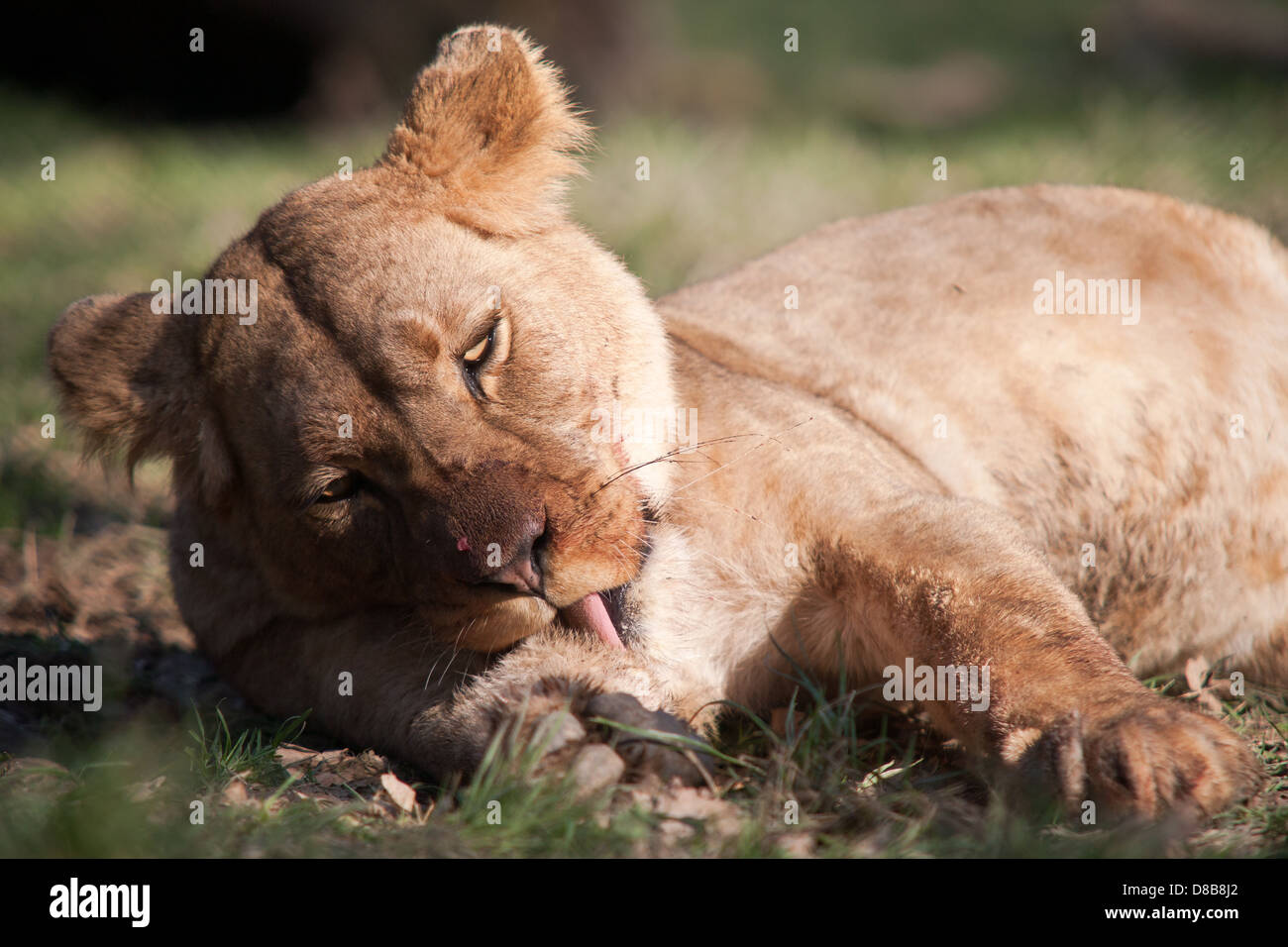 Barbary lion africa hi-res stock photography and images - Alamy