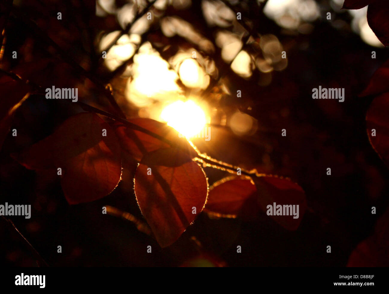 Backlit autumn leaves glow in the sunlight, highlighting their rich ...