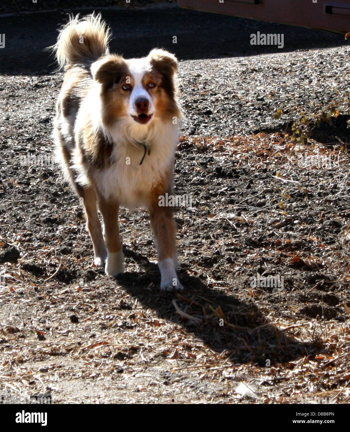 An Australian Shepherd mix dog is known for its intelligence, agility ...