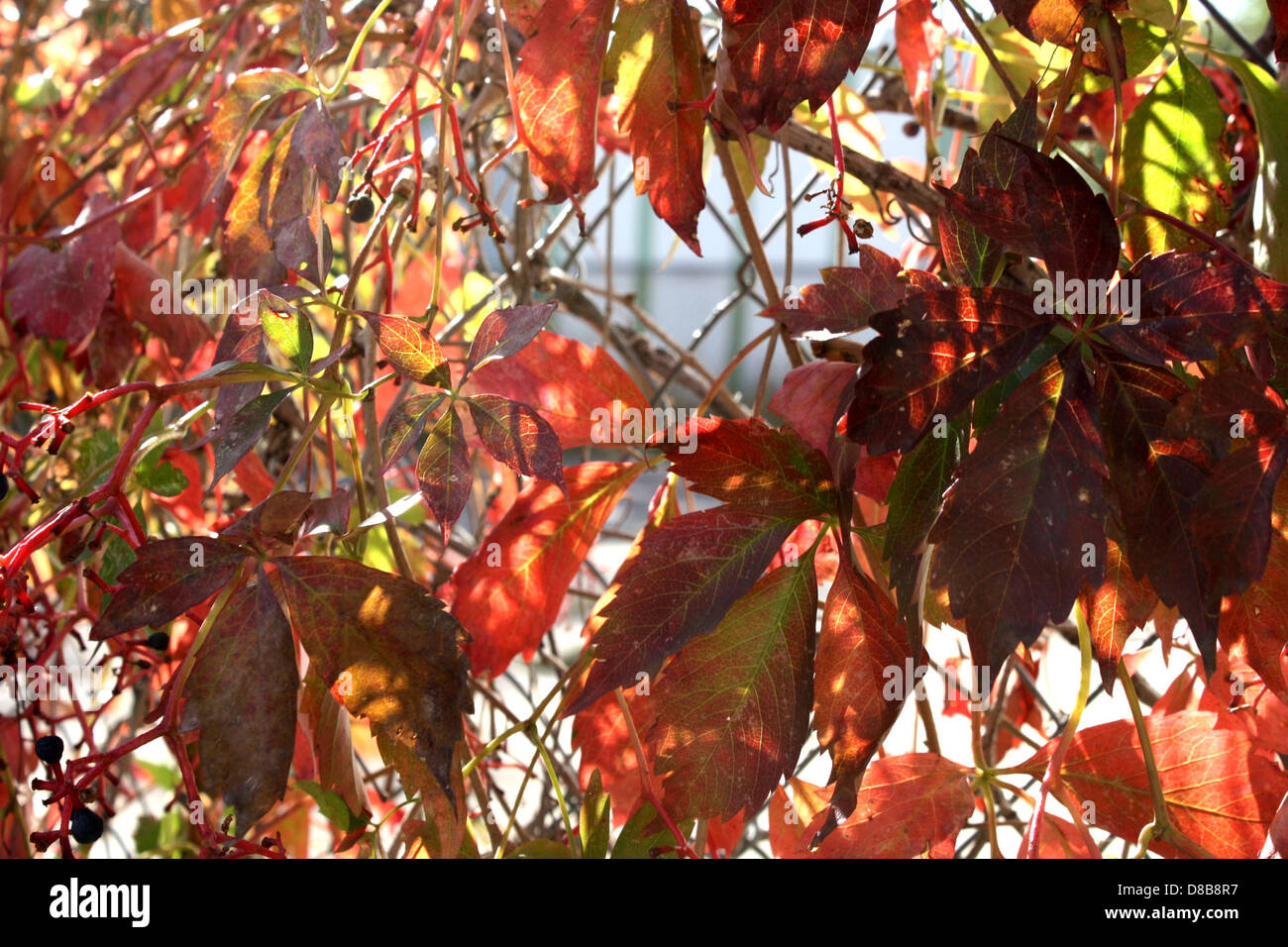 Virginia creeper vine leaves turn brilliant red in autumn, bathed in ...