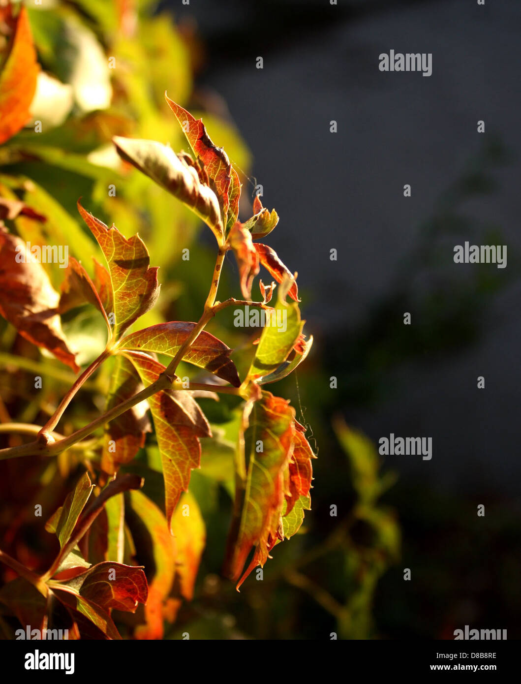 A close-up of vibrant autumn ivy leaves showcasing shades of red ...