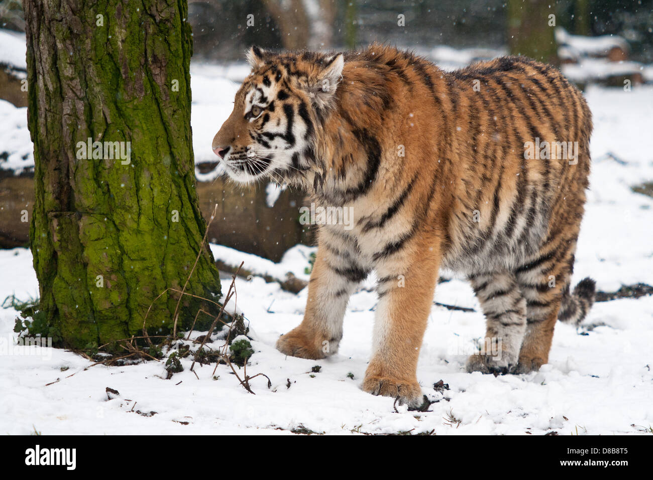 Captive siberian tiger cub hi-res stock photography and images - Alamy