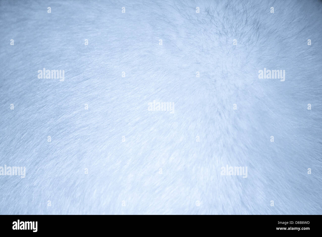 baby blue fur texture Stock Photo - Alamy
