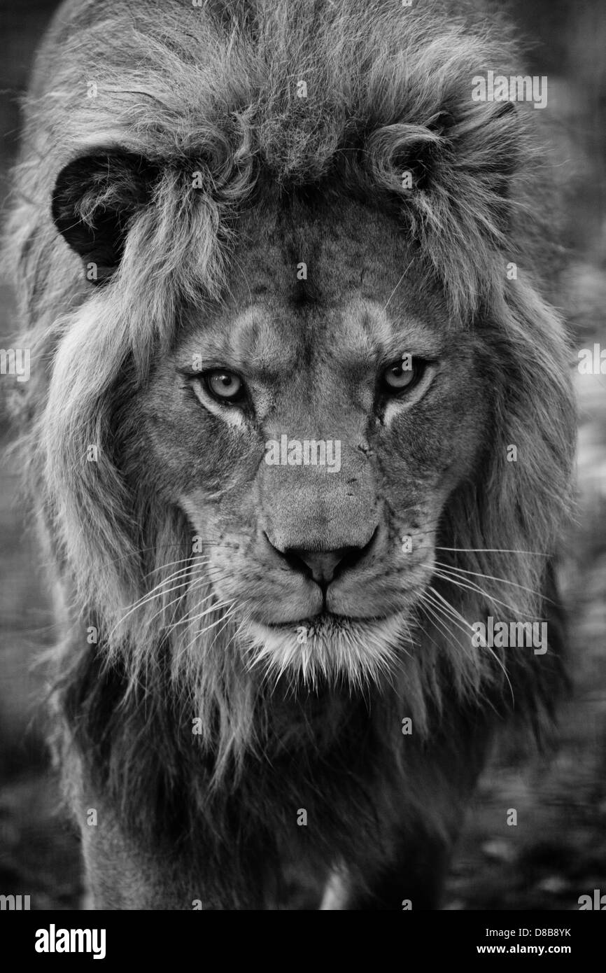 A captive barbary lion portrait Stock Photo - Alamy
