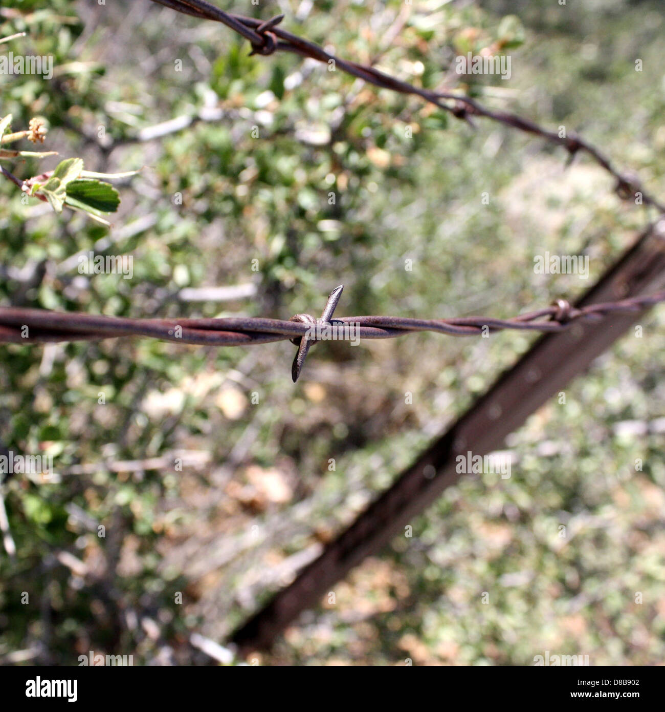A close-up image of a rusted barbed wire fence, with a sharp barb ...