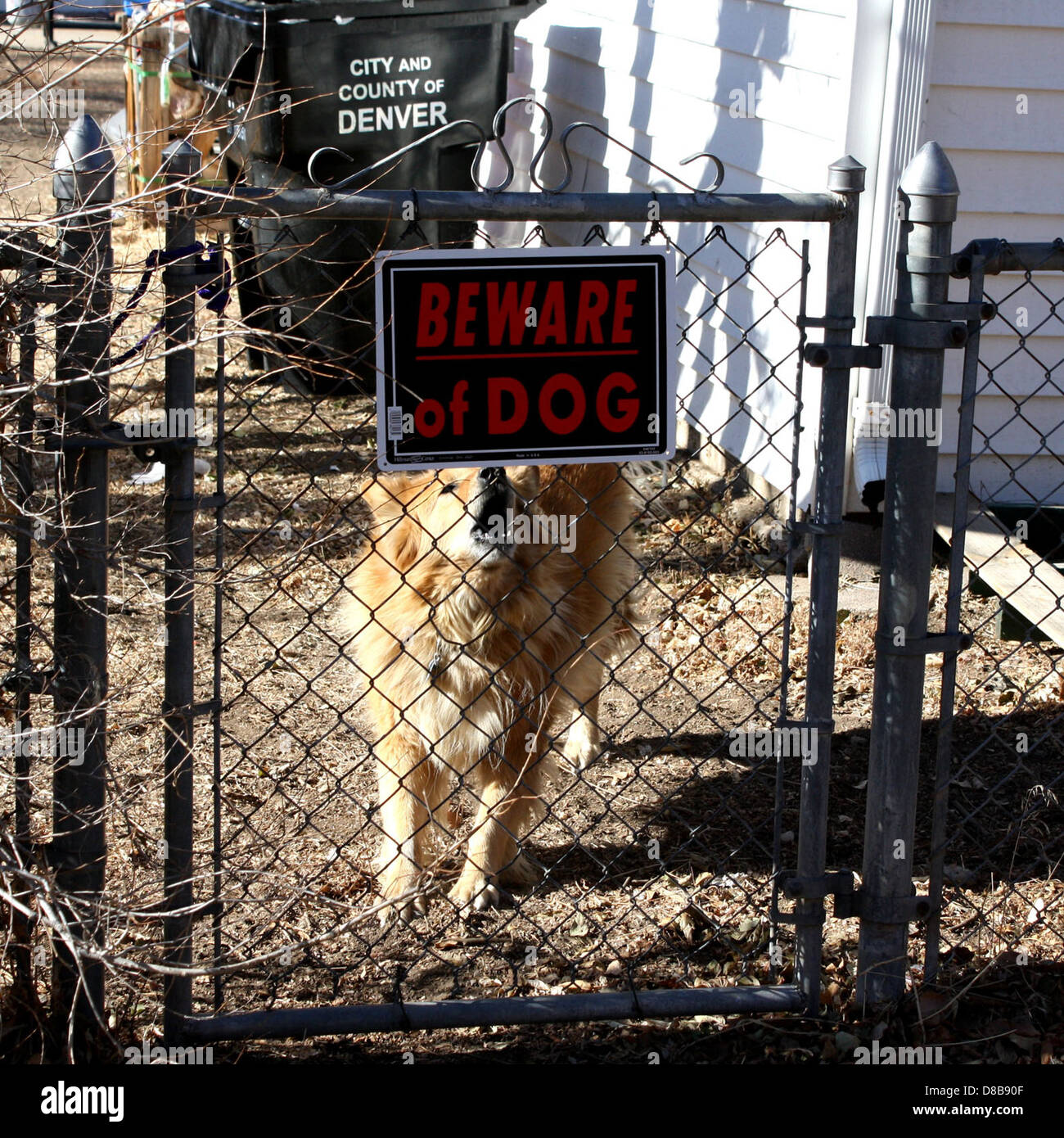 A dog barks near a 'Beware of Dog' sign, alerting to its presence. The ...