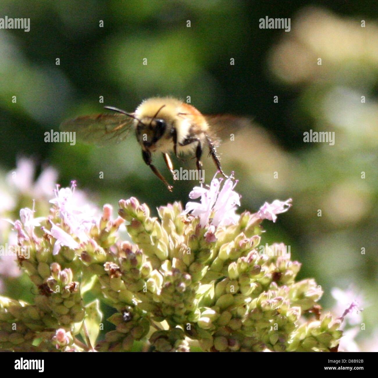 A bee in mid-flight, captured while buzzing between flowers. The bee is ...