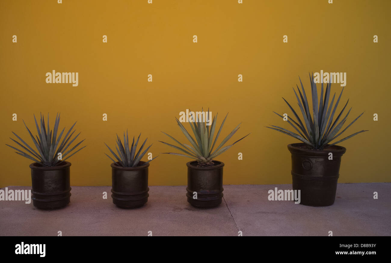 Color photograph of the Westin Resort and Spa, Los Cabos Stock Photo ...