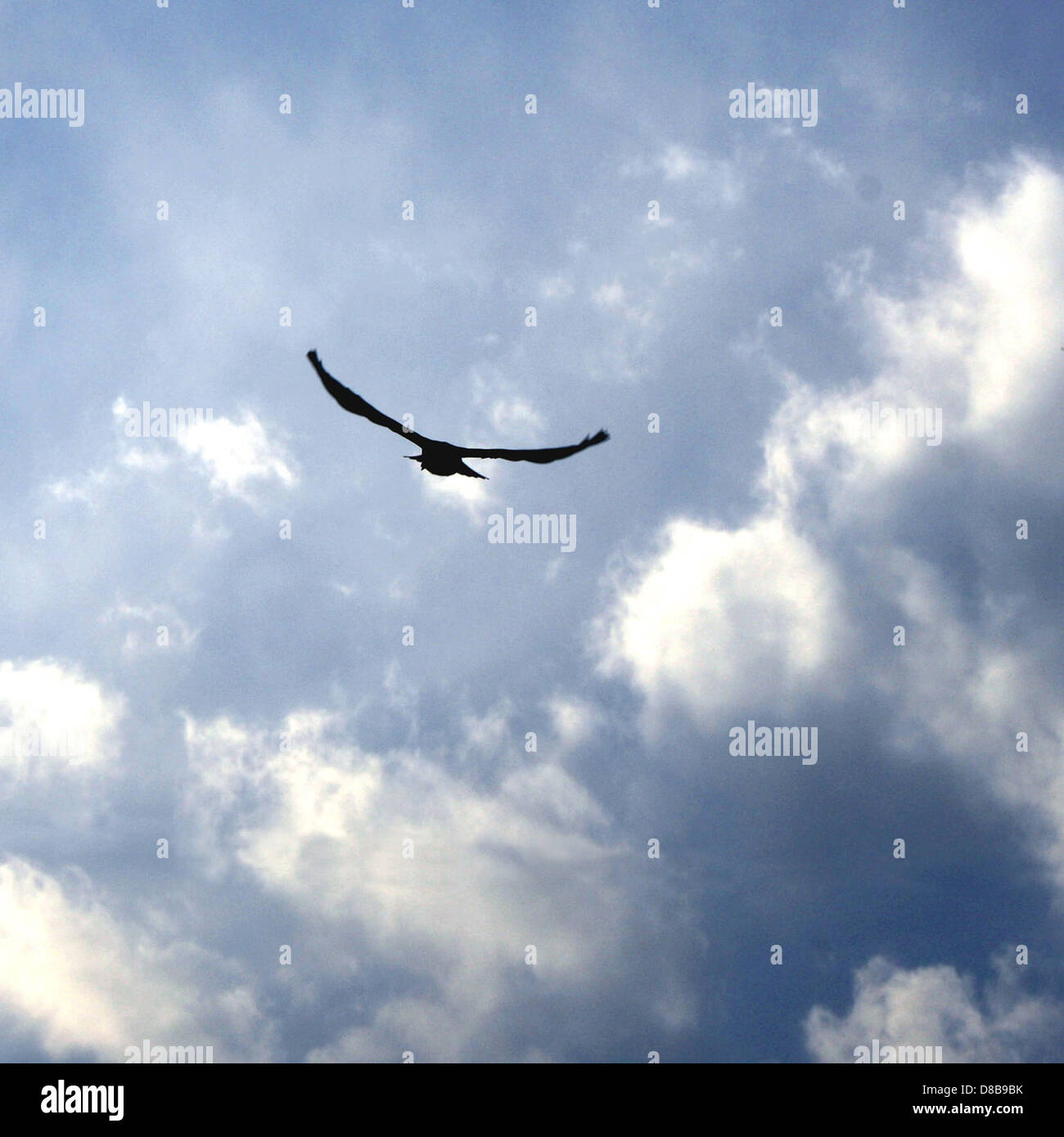 bird flying in blue sky with clouds Stock Photo - Alamy