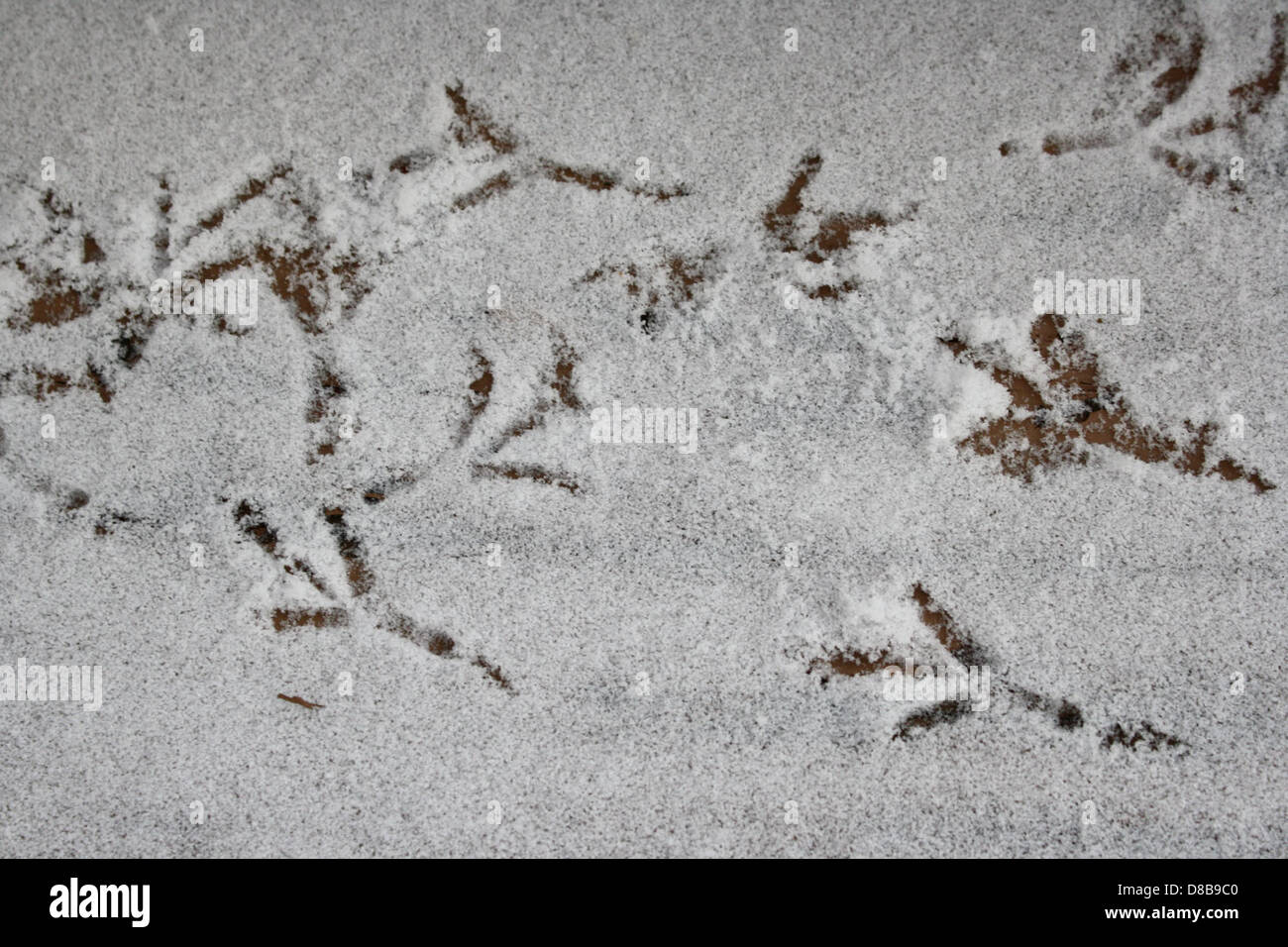 The fresh tracks of a bird in the snow leave an impression on the cold ...