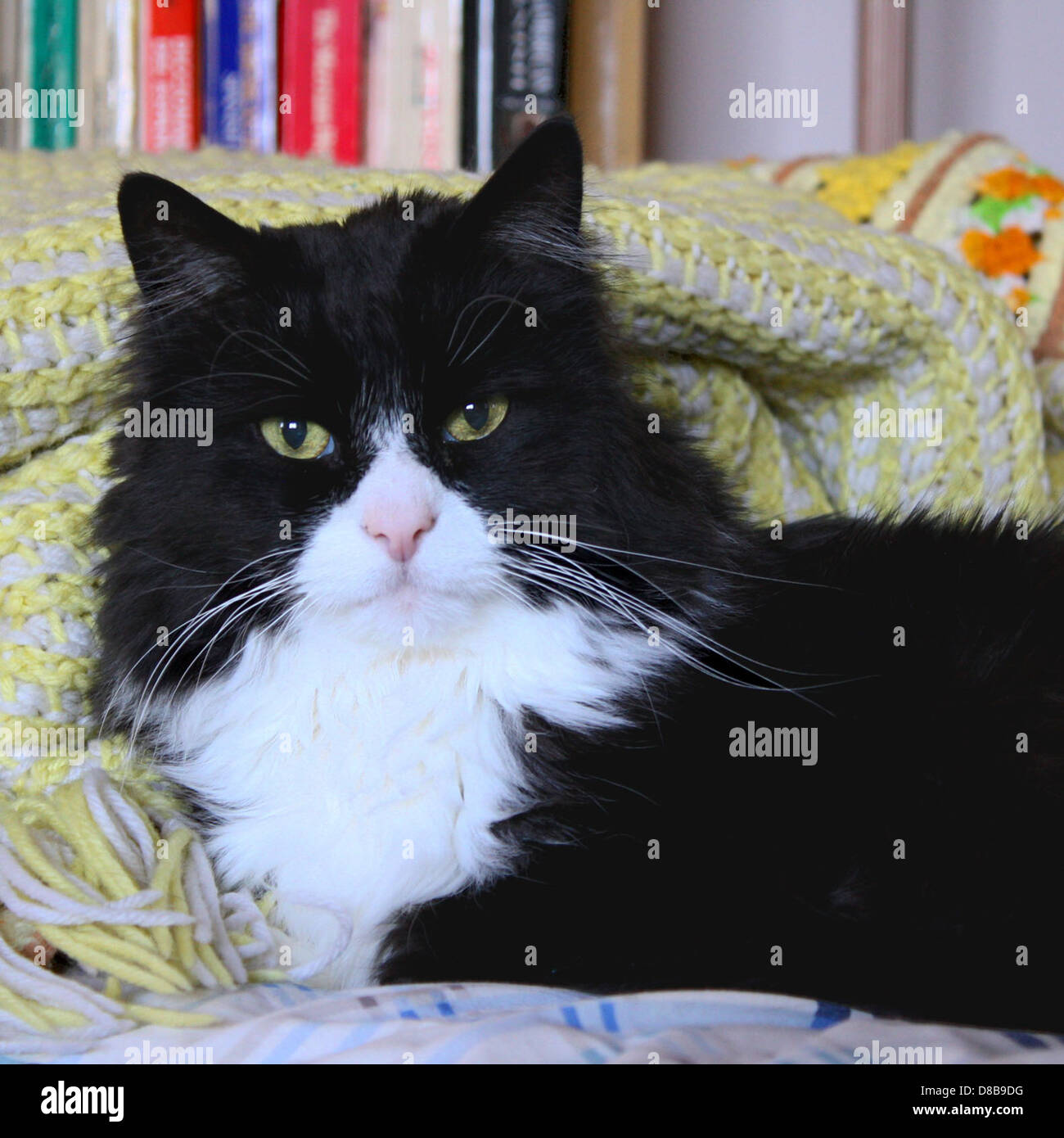A close-up image of a black and white tuxedo cat, highlighting its ...