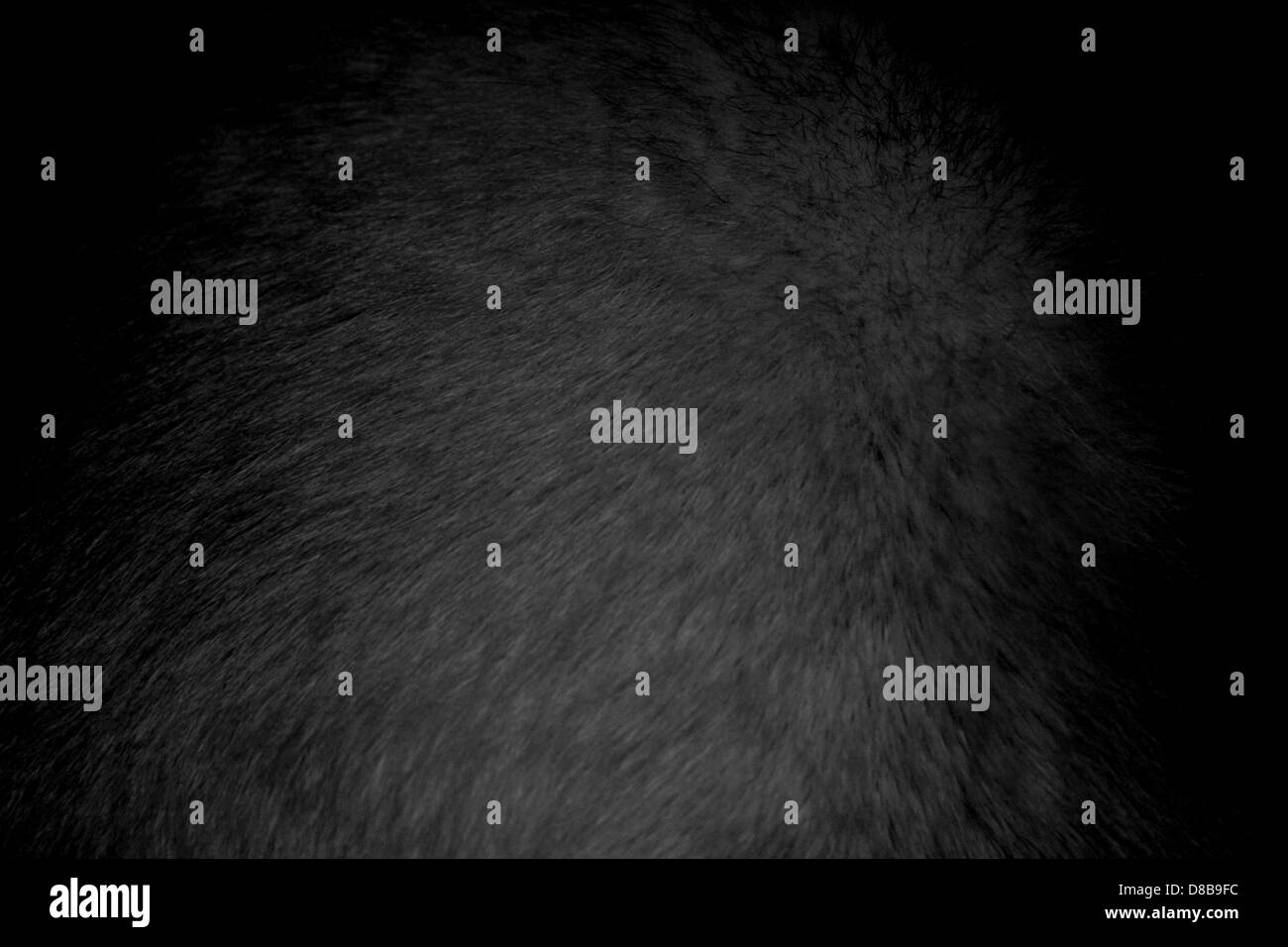 A close-up view of soft black fur, showing its dense and shiny texture ...