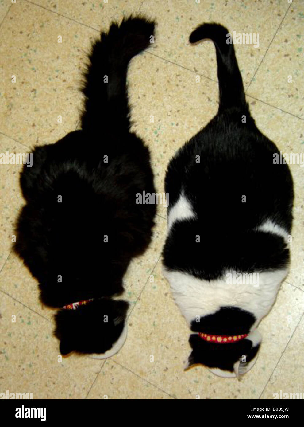 Two overweight cats are eating, captured in black and white. The photo ...
