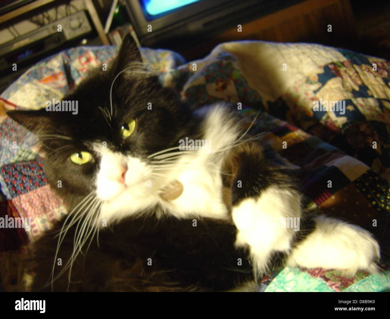 Paws crossed cat hi-res stock photography and images - Alamy