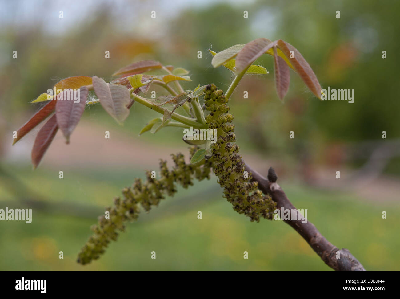Walnut tree fruits hi-res stock photography and images - Alamy