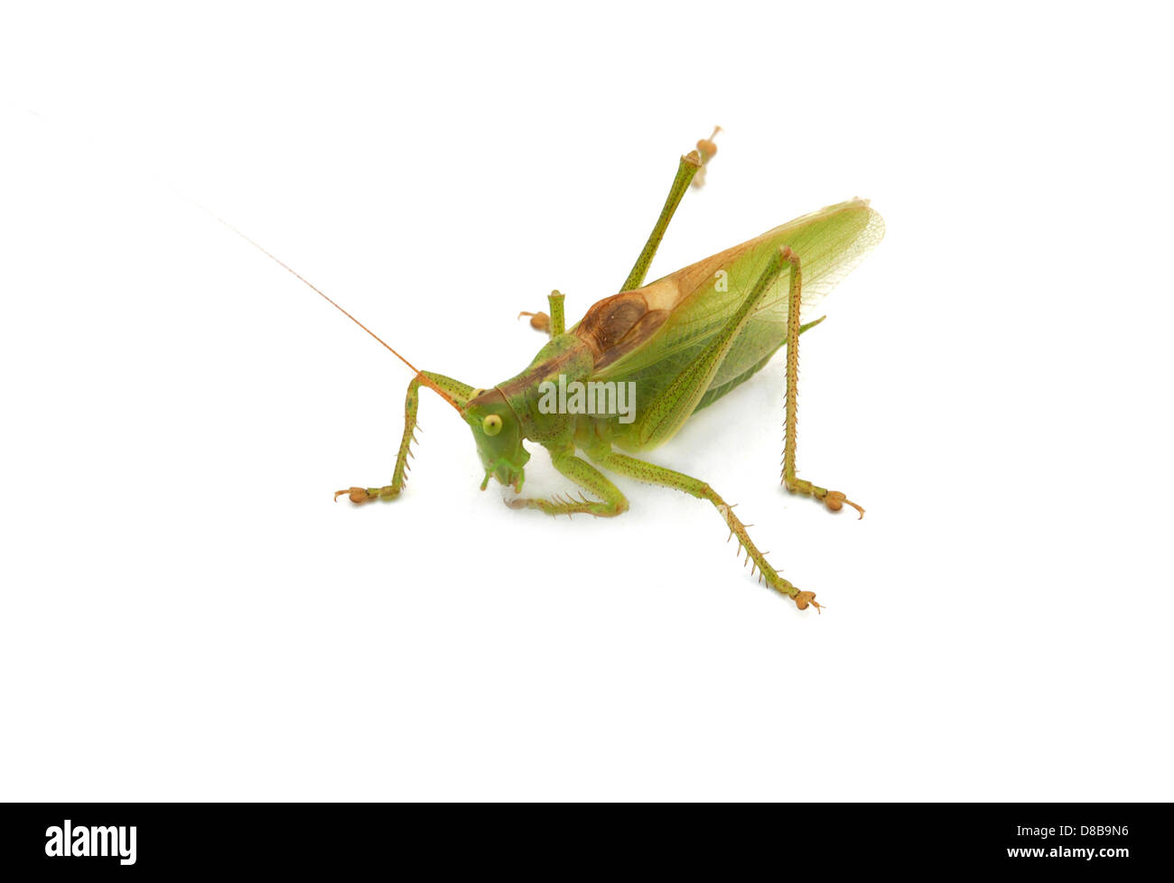 Locust face hi-res stock photography and images - Alamy