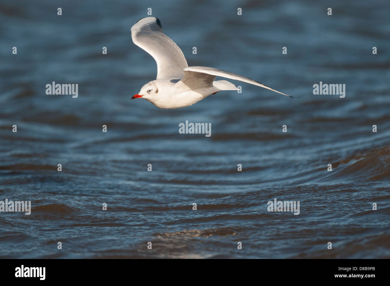 Flying seagull uk hi-res stock photography and images - Alamy