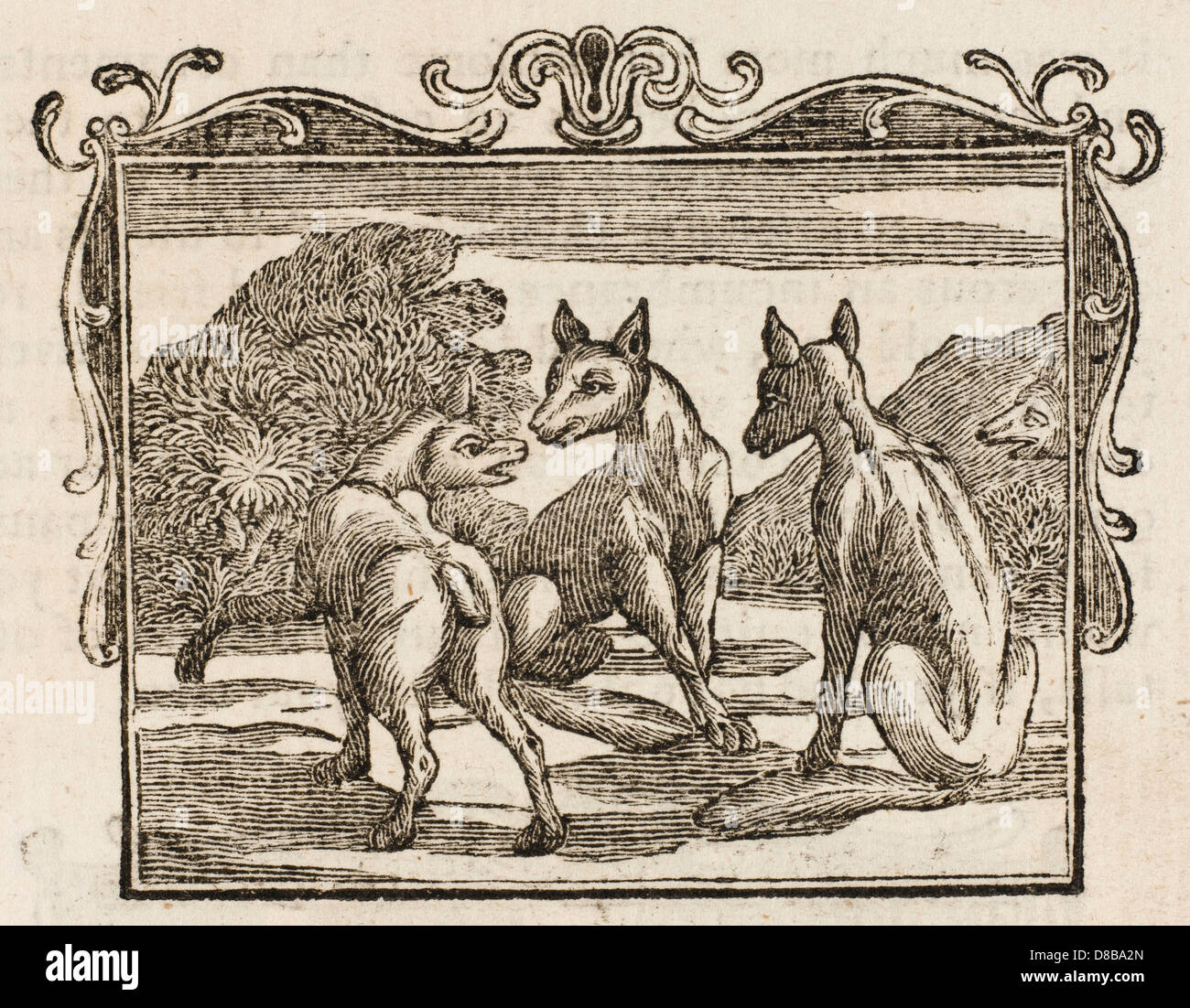 The Fox Without a Tail Stock Photo - Alamy