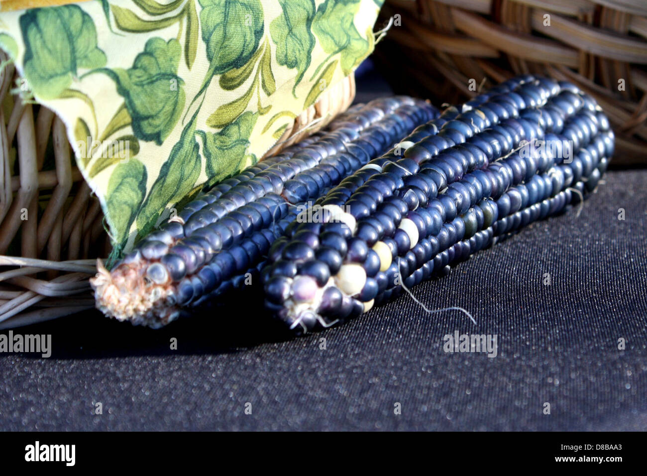 Blue corn, a variety of maize known for its bluish-purple kernels, is ...
