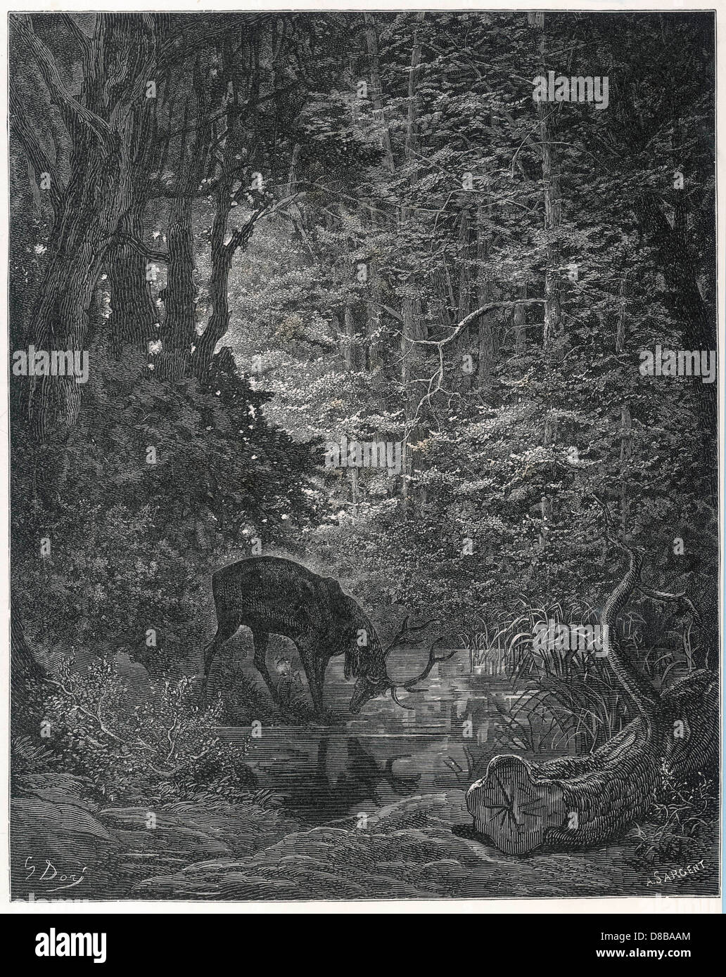 Stag and his Reflection Stock Photo - Alamy