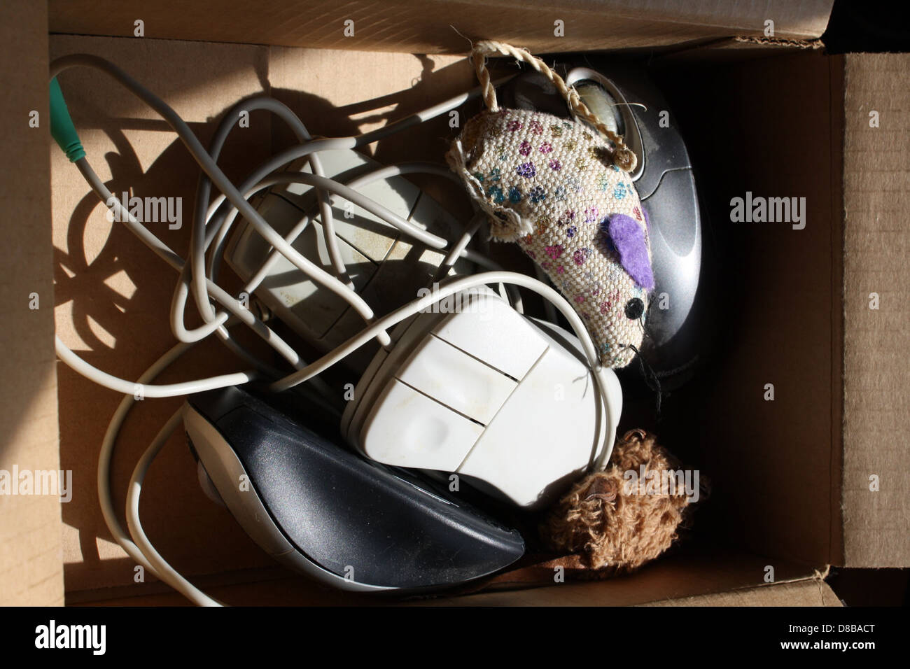 box full of mice Stock Photo - Alamy