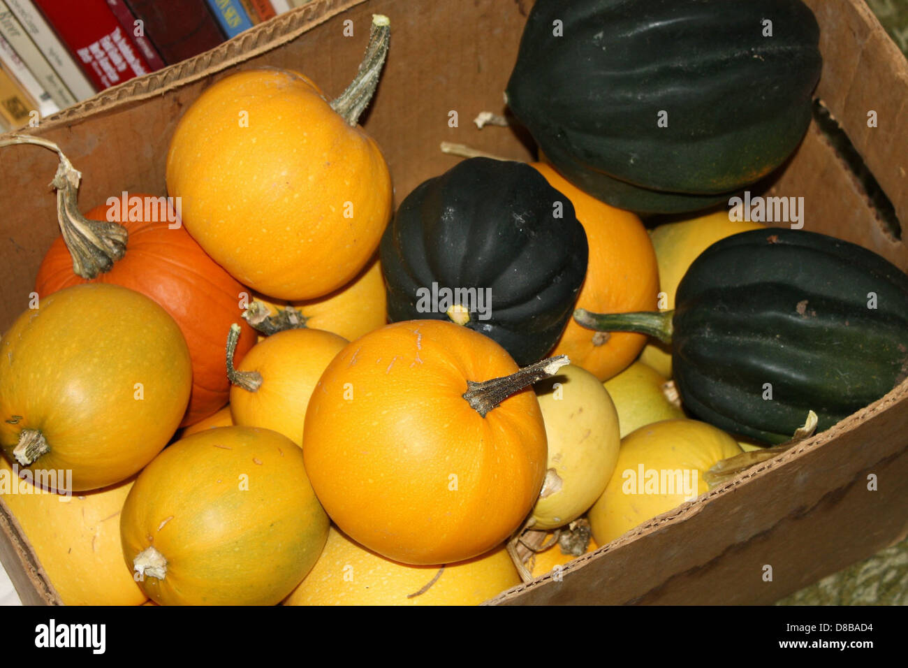 A box filled with a variety of squash types, displaying vibrant colors ...