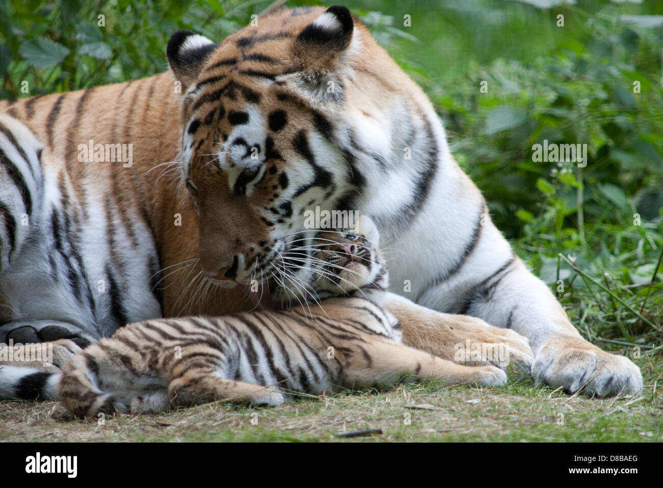 Captive Amur Tigers Panthera tigris altaica Stock Photo - Alamy
