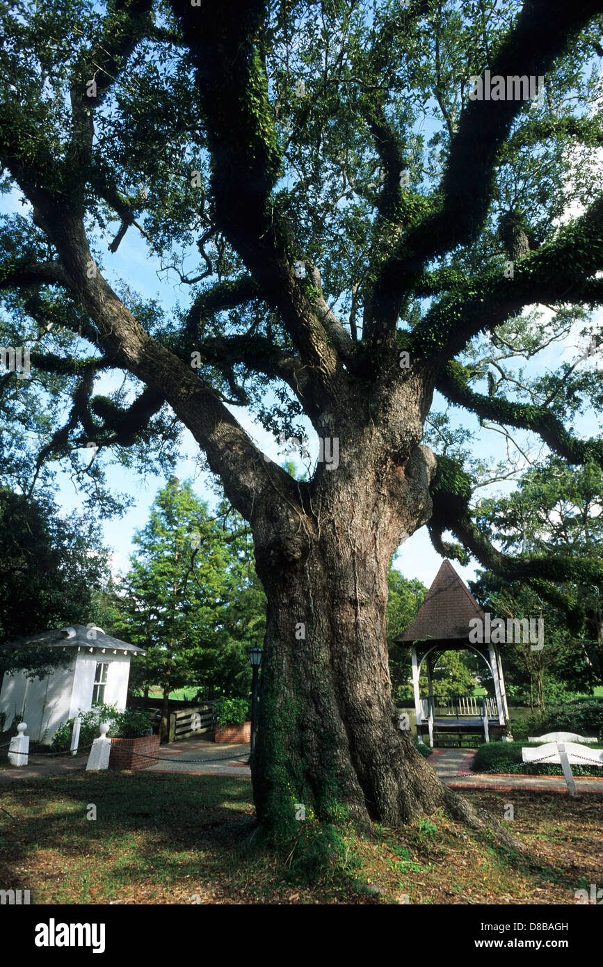 Elk283-4124v Louisiana, Cajun Country, St Martinville, Evangeline Oak ...